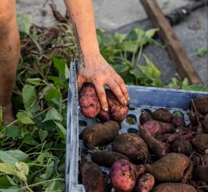 Horopito: how to use our hottest native herb – Organic NZ