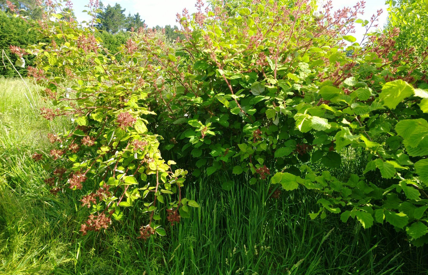Japanese wineberry: where and how to grow – Organic NZ