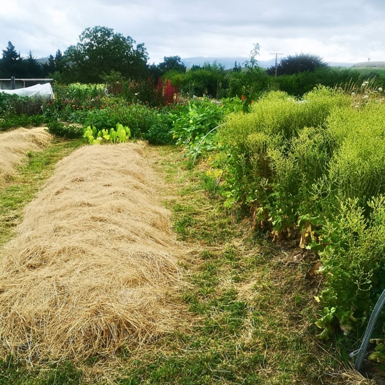 Horopito: how to use our hottest native herb – Organic NZ