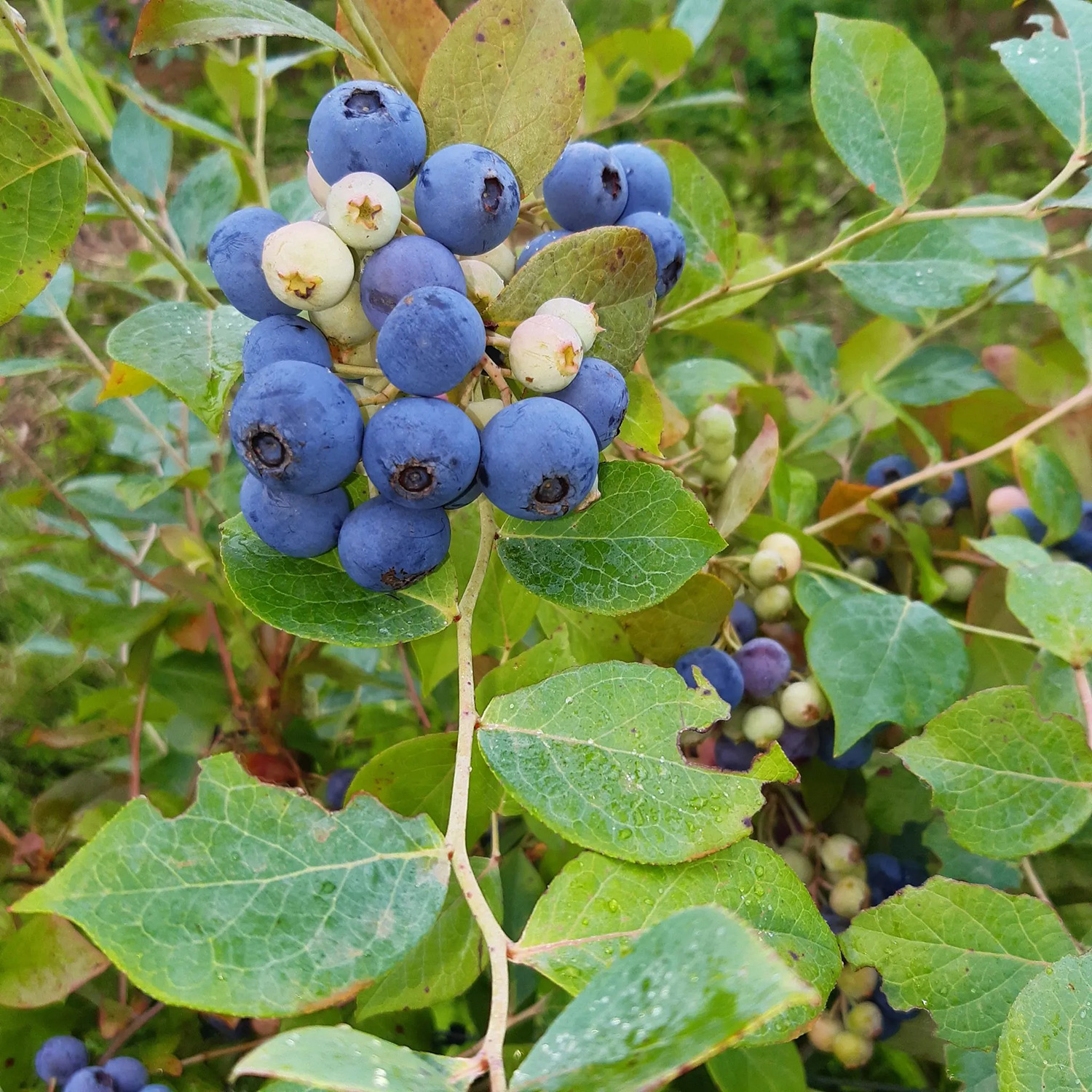 Horopito: how to use our hottest native herb – Organic NZ