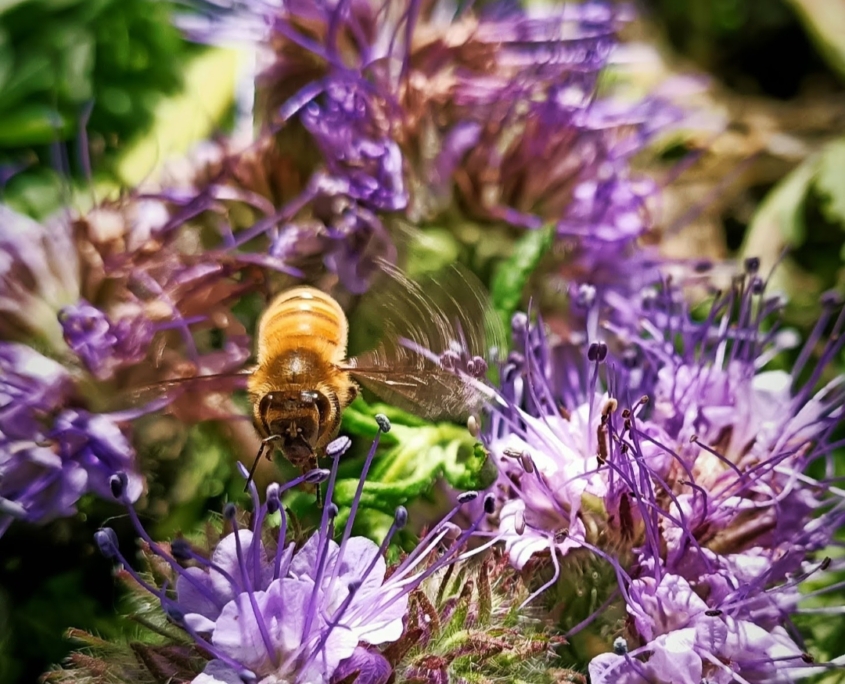 Organic NZ – Natural growing knowledge sharing