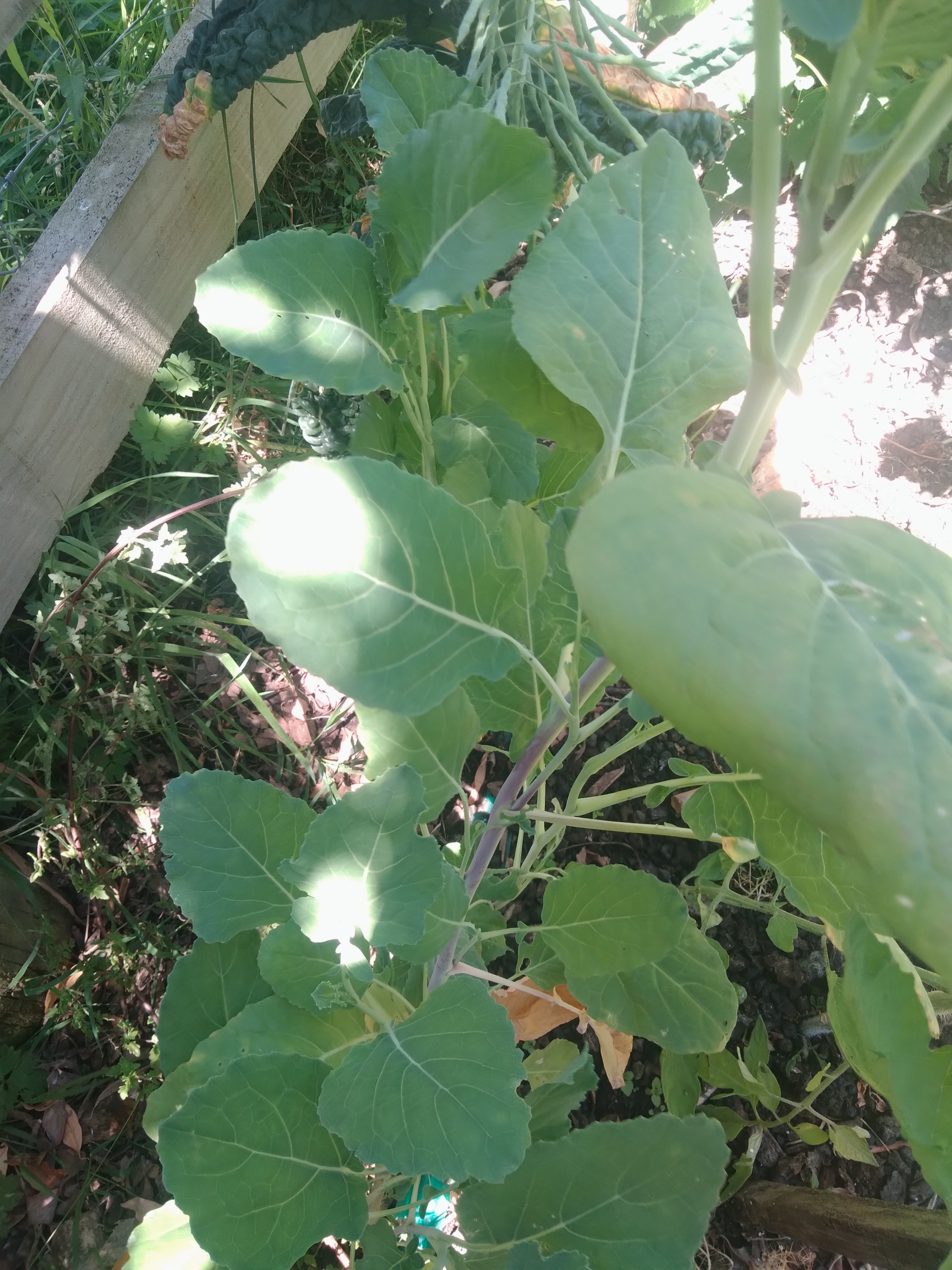 Photos from Jenny’s garden – Organic NZ