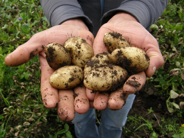 Small, sweet, and mighty – Organic NZ